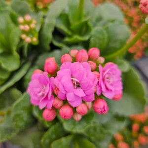 Live Blooming Calandiva Plant 4.5" Pot | Flaming Katy Flowering ...