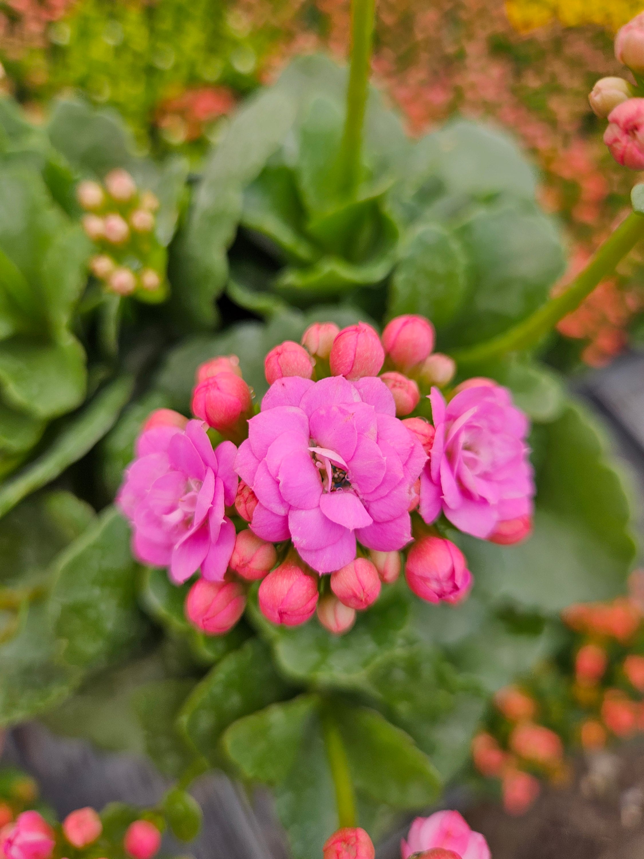 Live Blooming Calandiva Plant 4.5" Pot | Flaming Katy Flowering ...