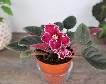 Vat Light in the Night African Violet Live Plant, Young Pre-finished ...