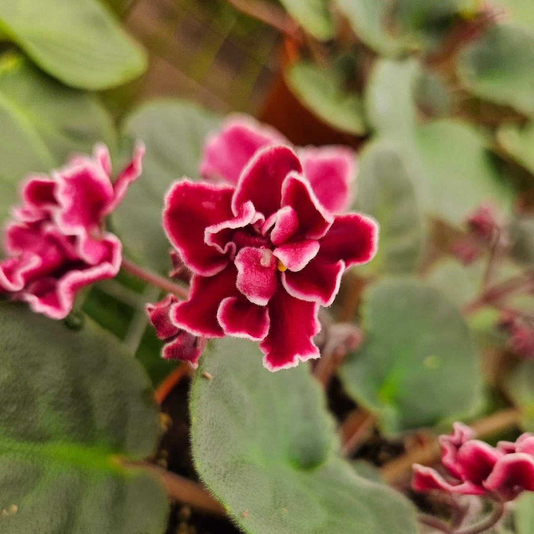 Bob Serbin, Red African Violet Live Young Pre-finished Starter in a 4 ...