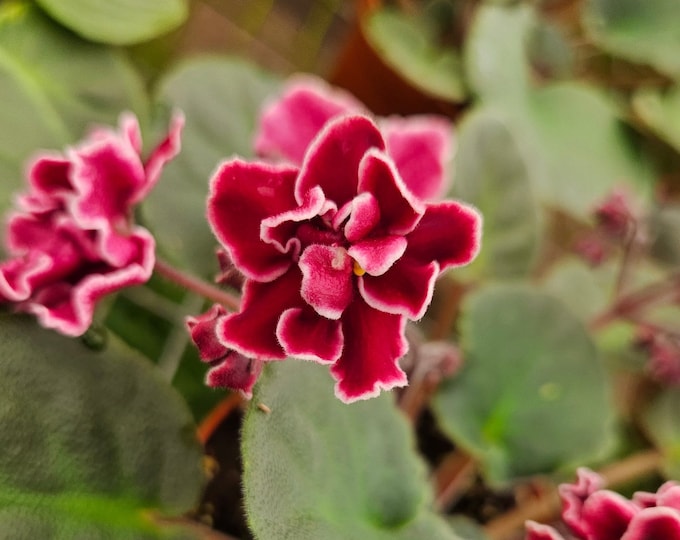 Bob Serbin, Red African Violet Live Young Pre-finished Starter in a 4 ...