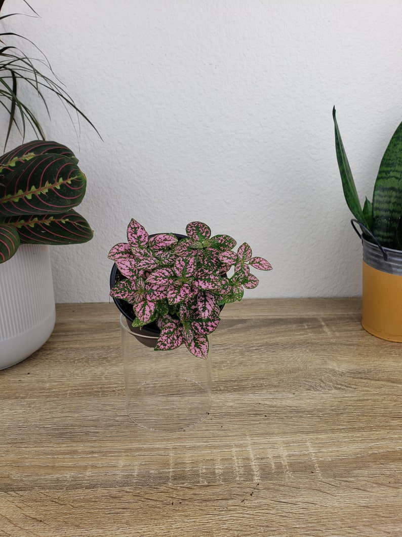 LIVE Splash Plant Pink Polka Dot Plant Hypoestes Pink 4 | Etsy