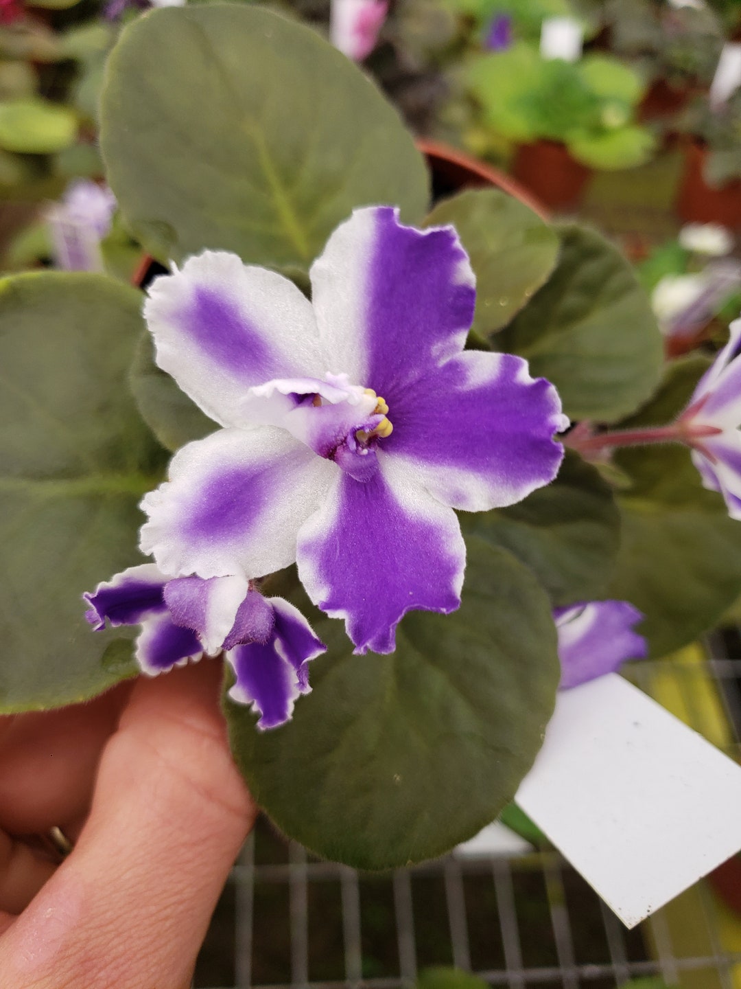 Vat Winter Landscape African Violet Live Plant, Young Pre-finished ...