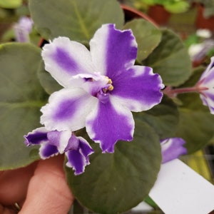 Vat Winter Landscape African Violet Live Plant, Young Pre-finished ...
