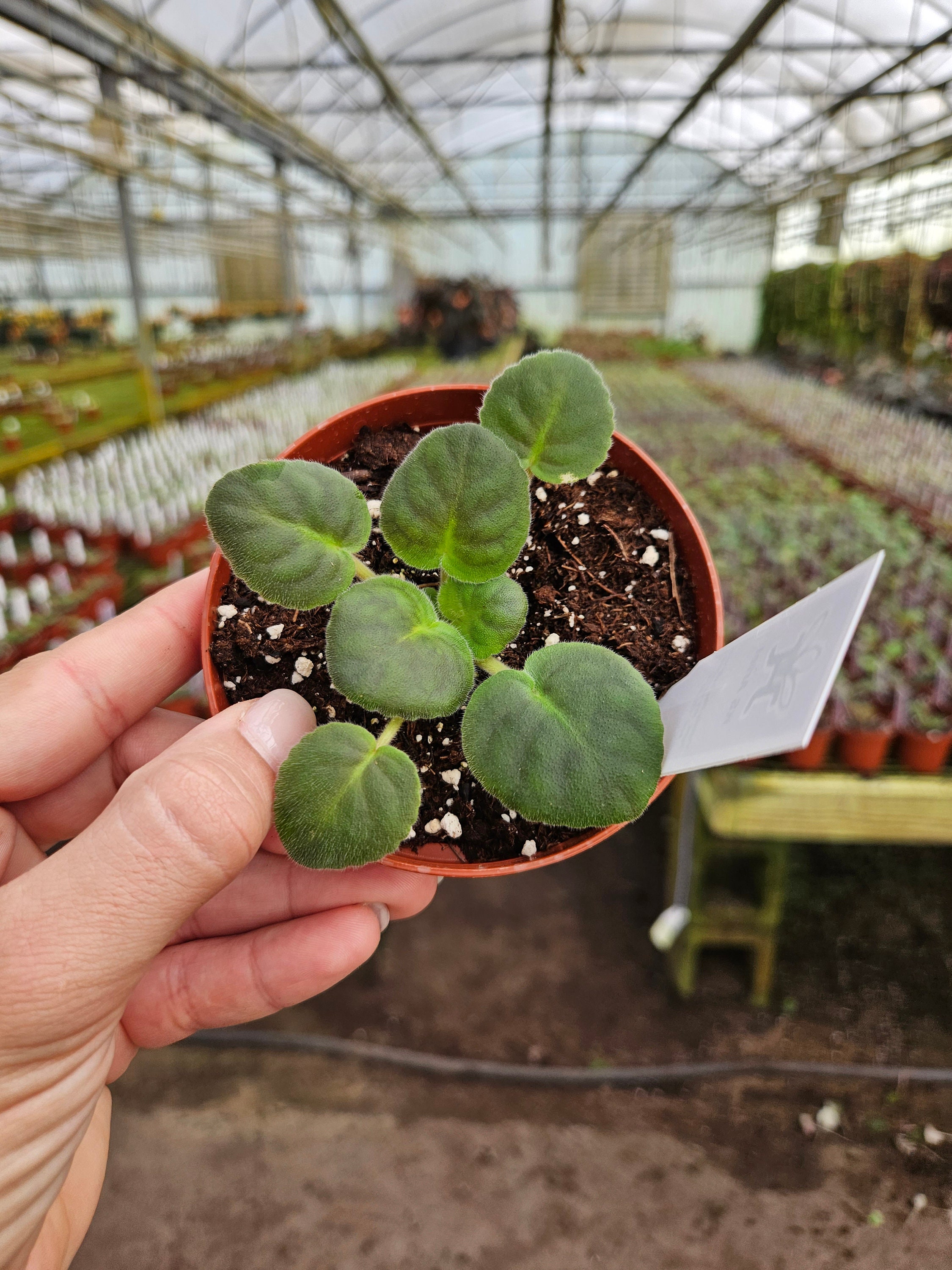 RS Ariel African Violet Live Plant, Young Starter in a 4" Pot | Plant ...