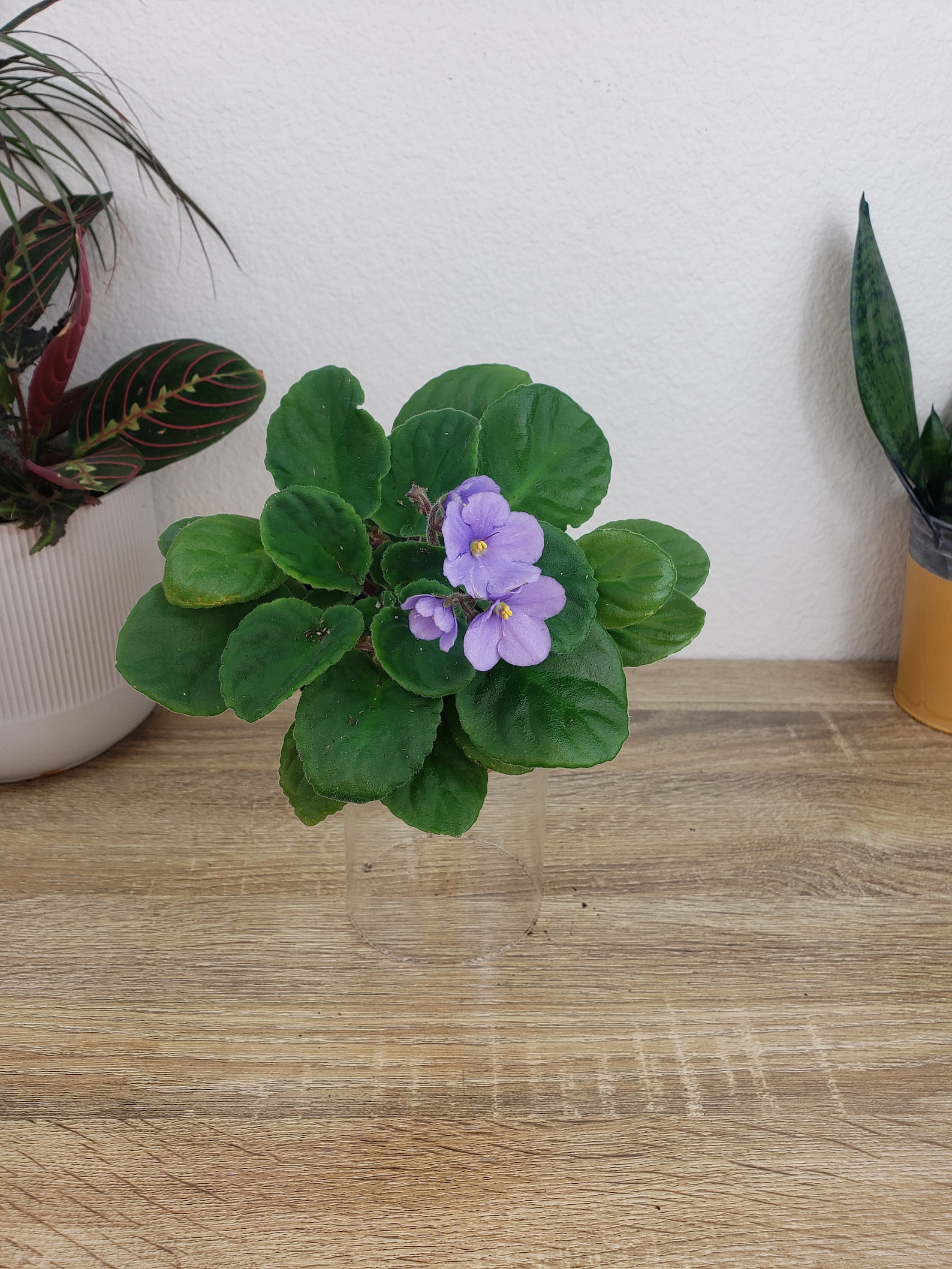 Cobie 32 African Violet Live Plant, Young Starter in a 4" Pot | Blue ...