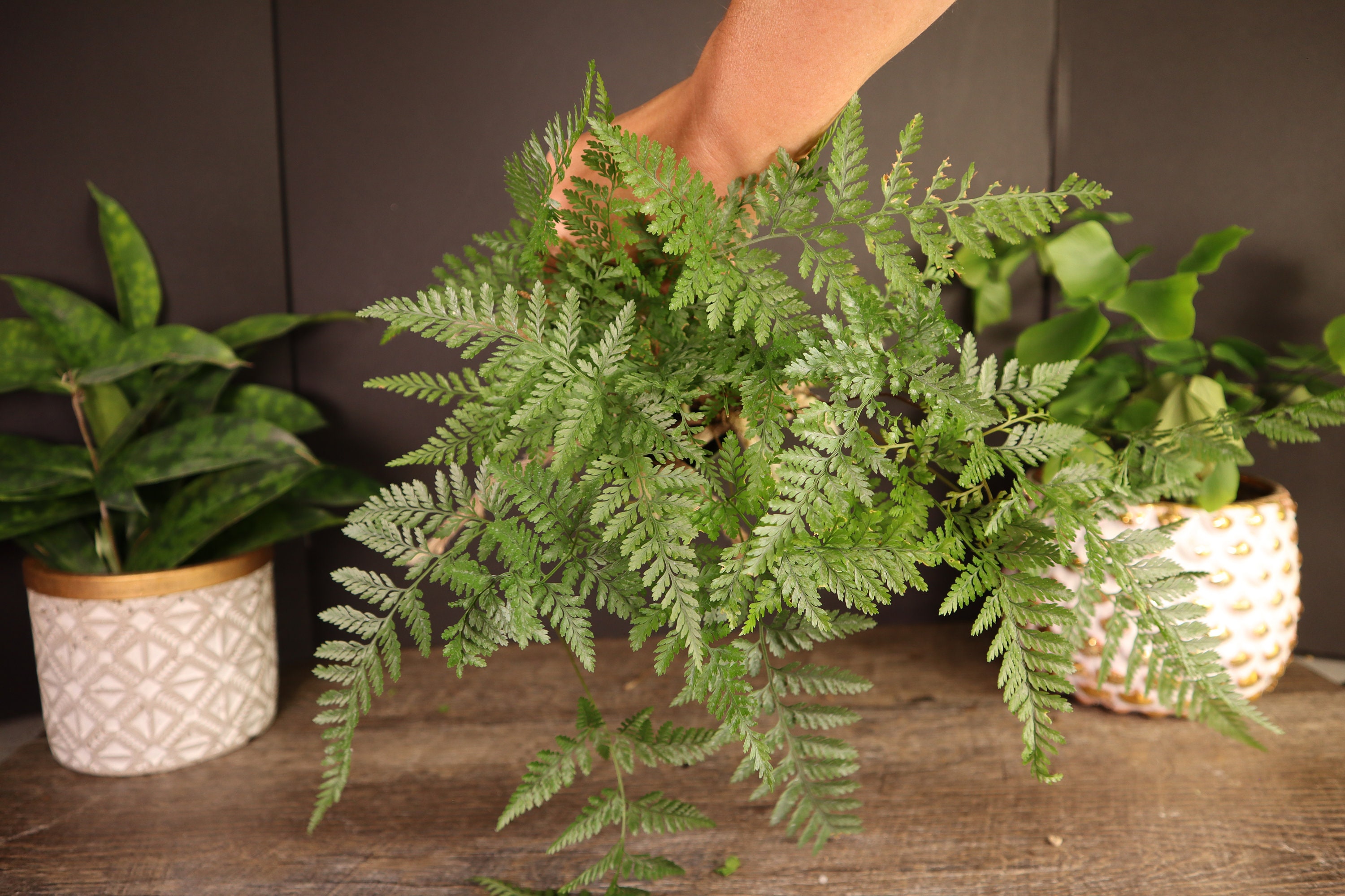 Fern Plant, Rabbit's Foot Fern in a 4" Pot Fuzzy Fern,furry Root Fern ...