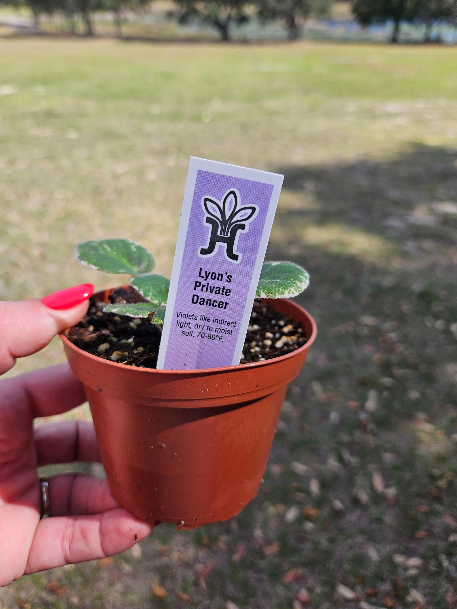 Lyon's Private Dancer African Violet Live Plant, Young Pre-finished ...