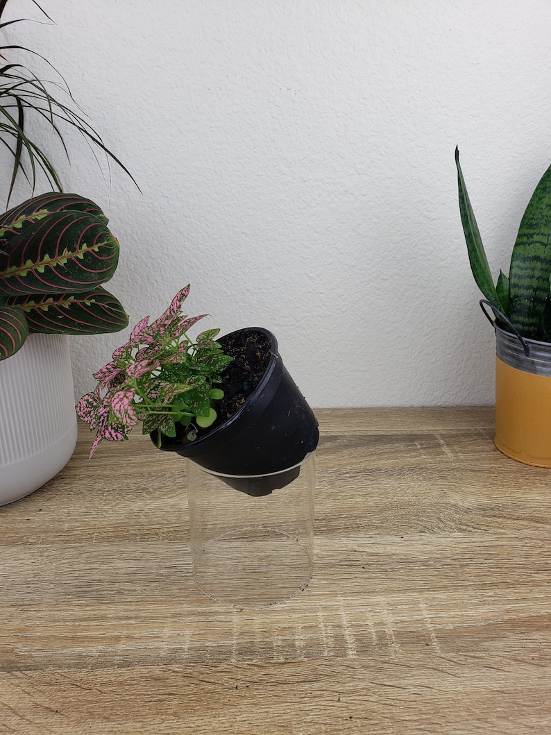 LIVE Splash Plant Pink Polka Dot Plant Hypoestes Pink 4 | Etsy