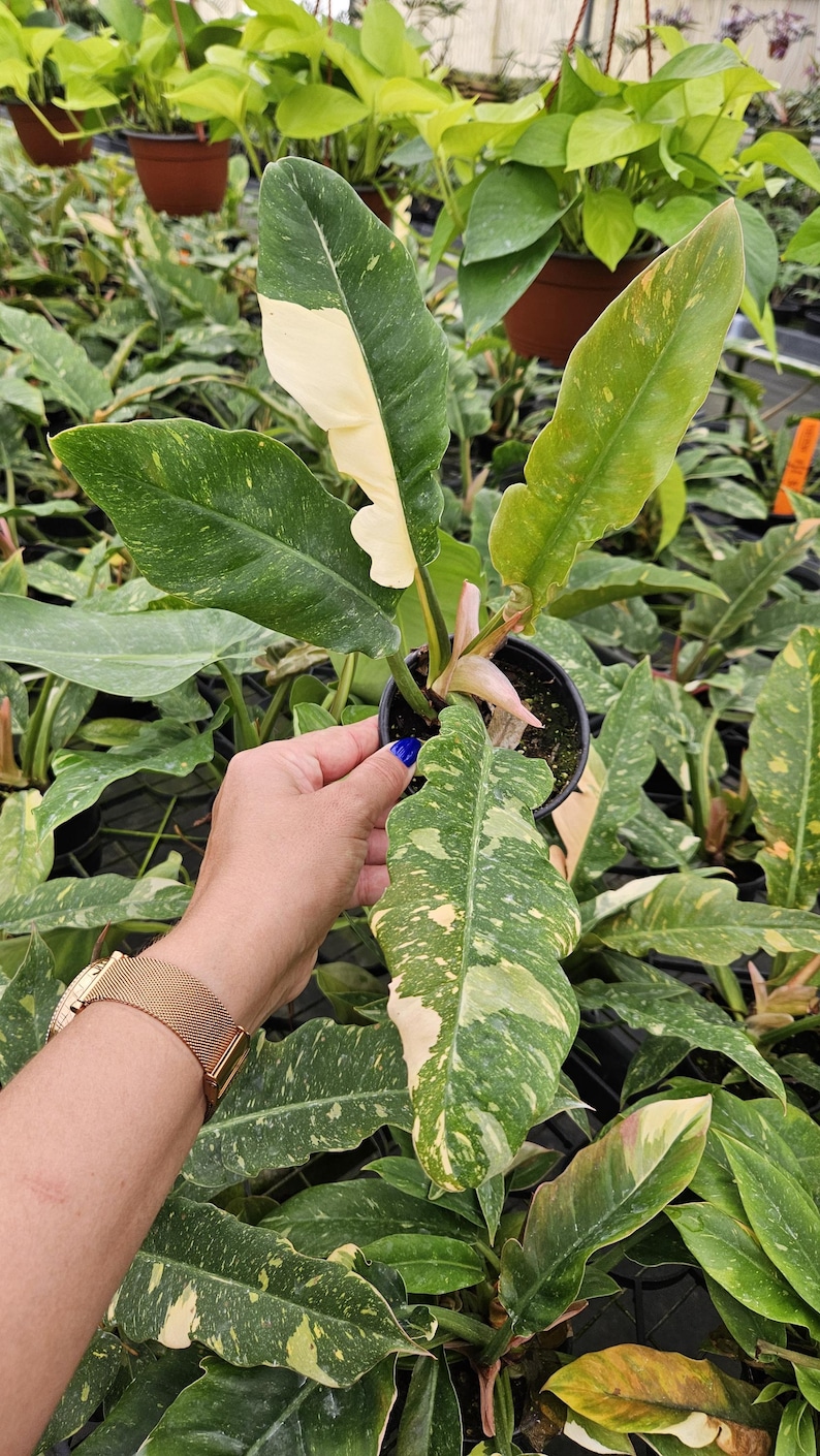 Variegated Philodendron Ring of Fire - Live Rare Tropical Houseplant in ...