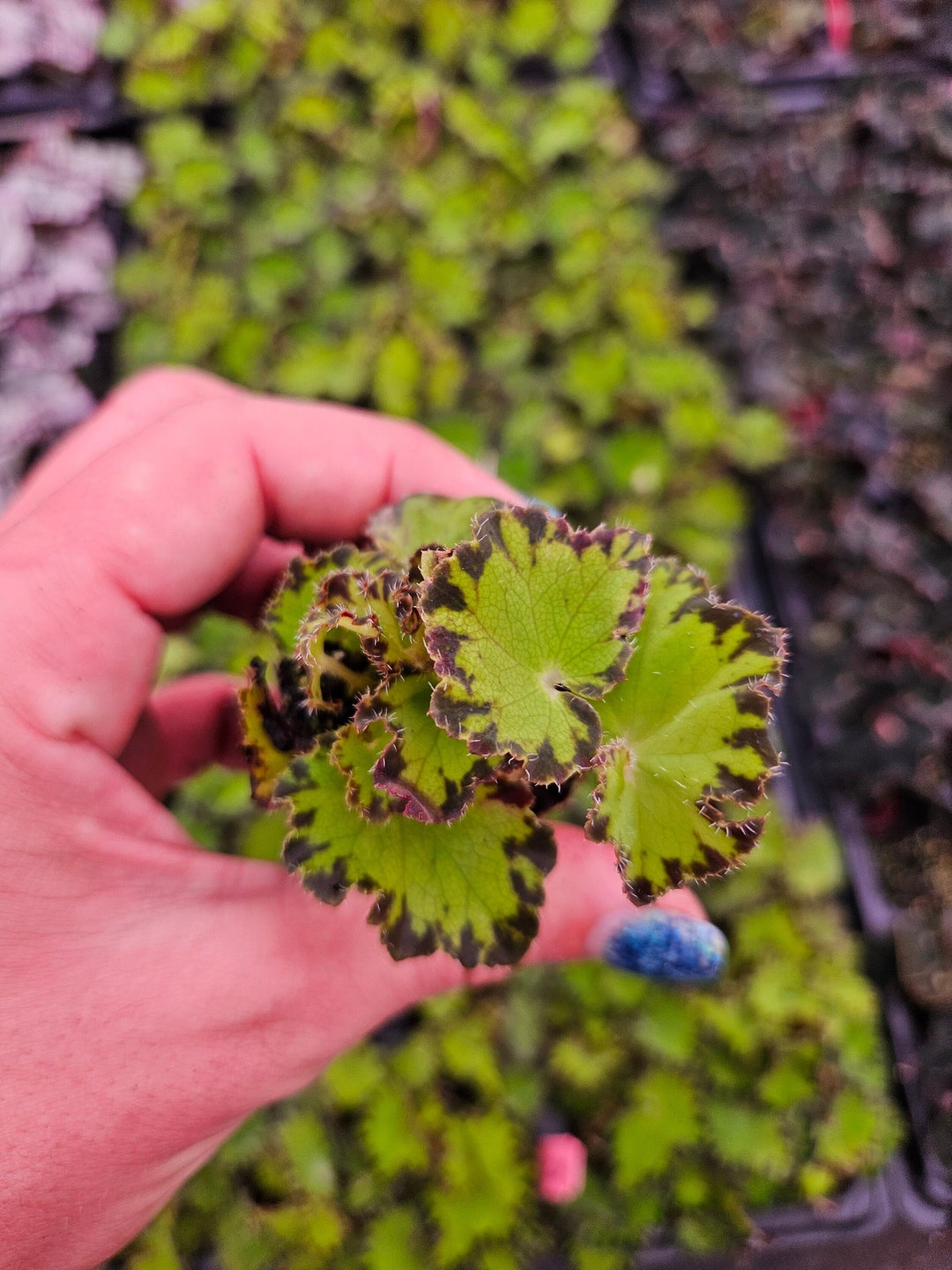 Pemba Begonia Plant in a 1 Starter Plug, Begonia Live Plant, Rex ...
