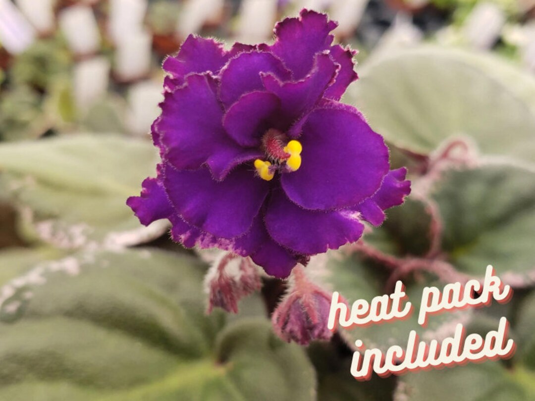 Lyon's Private Dancer African Violet Live Plant, Young Starter in a 4 ...