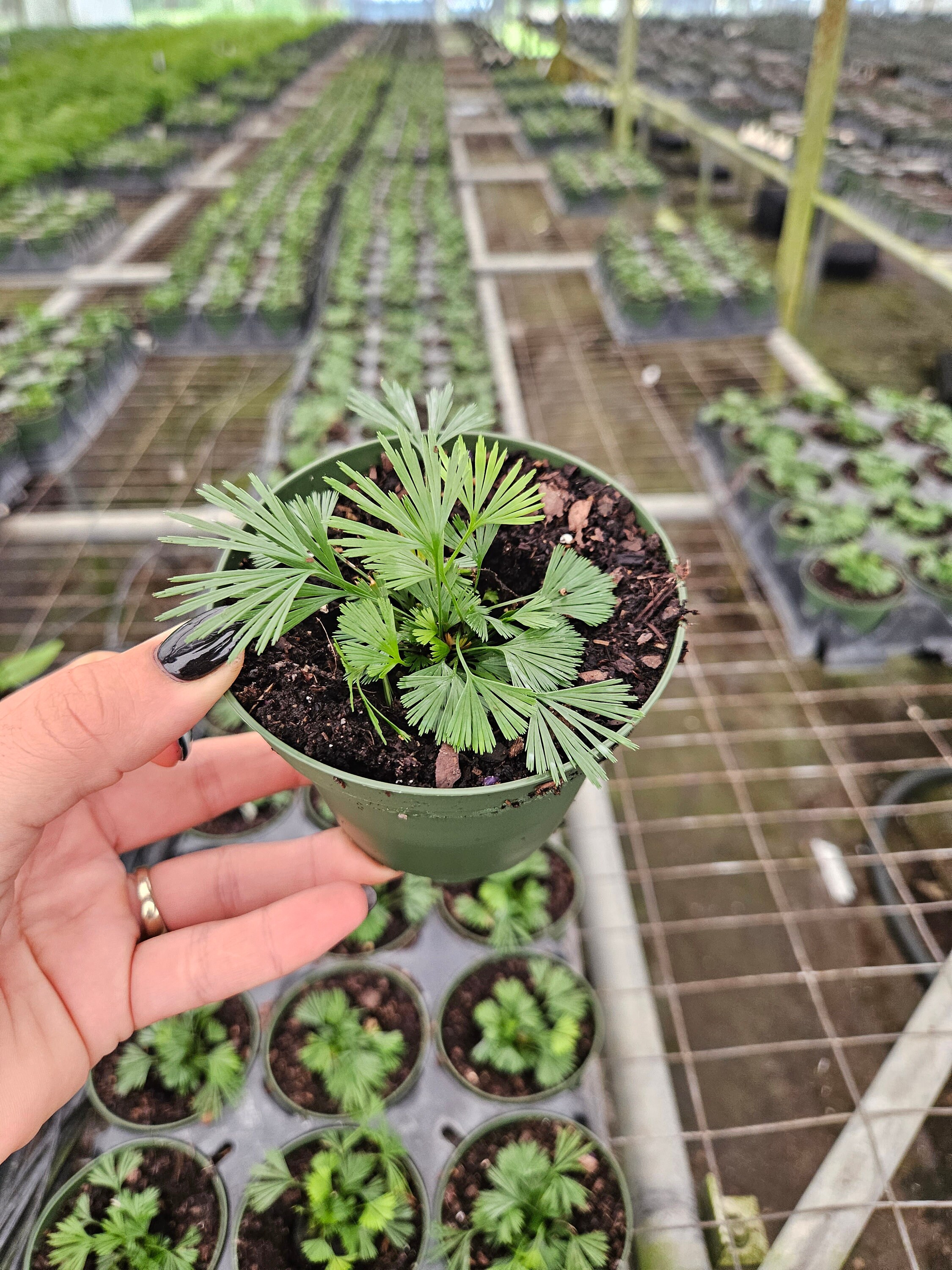 Eyelash Fern Plant in 4" Pot | Young Live Fern Houseplant | Tropical ...