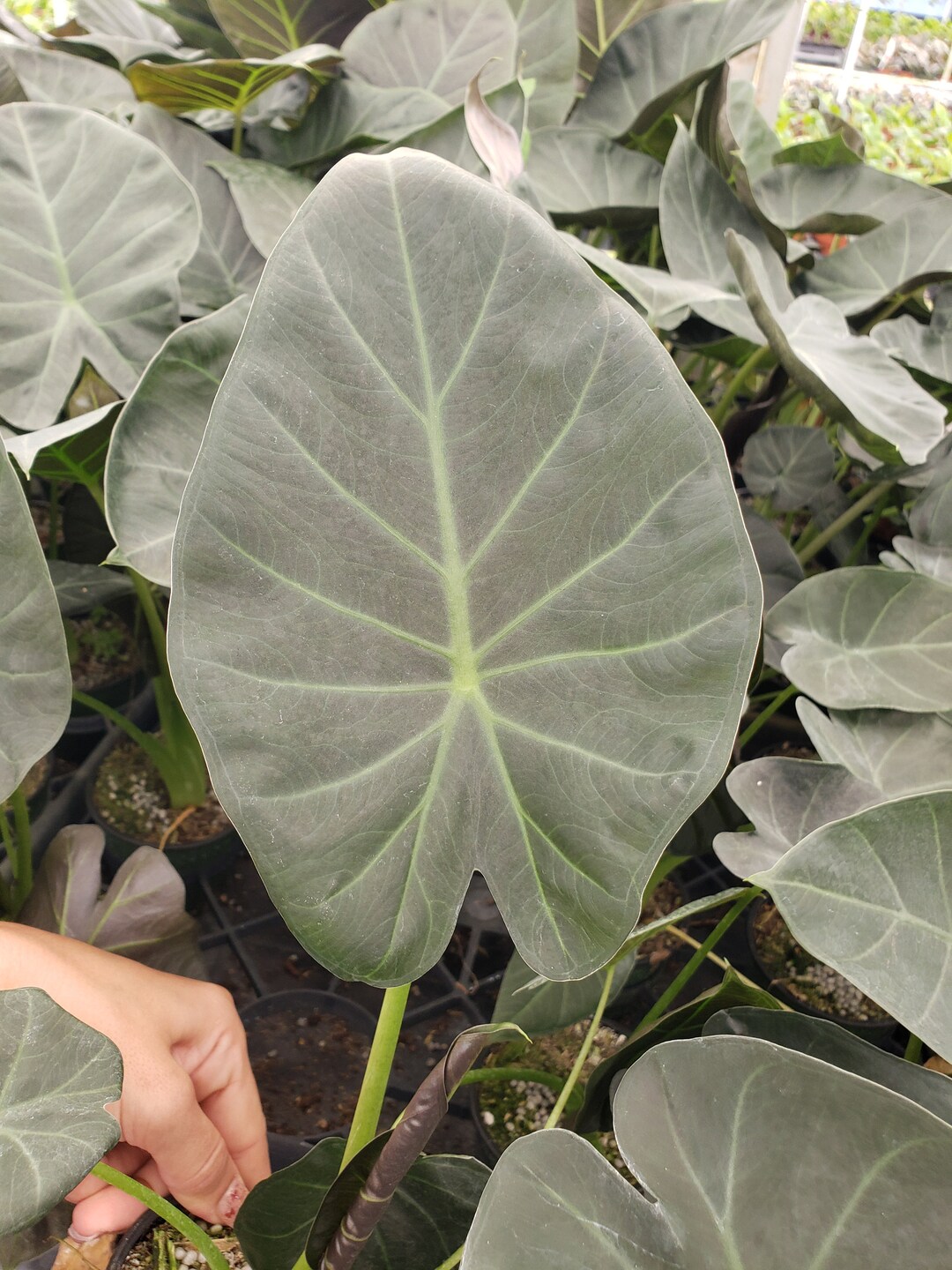 Alocasia Regal Shields in a 4" Pot Live Plant | 2 Plants Required per ...