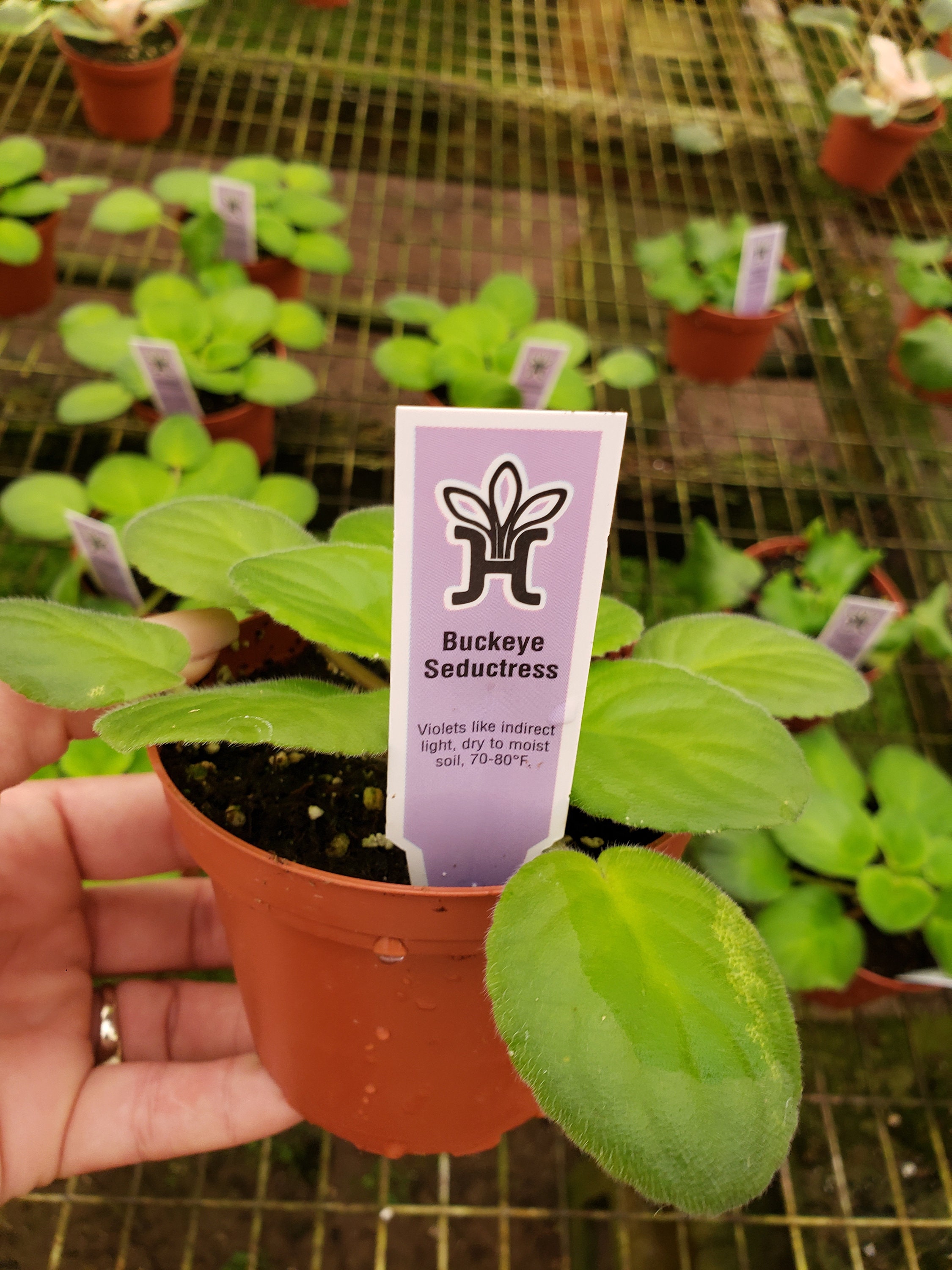 Buckeye Seductress African Violet Live Plant, Young Starter in a 4" Pot ...