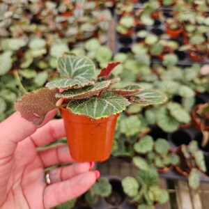 Strawberry Begonia Plant in a Miniature 2 Pot, Saxifraga Stolonifera ...