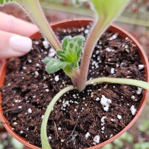 Primulina Curly Loki, Gesneriad Plant in a 4" Pot | 2 Plants Required ...