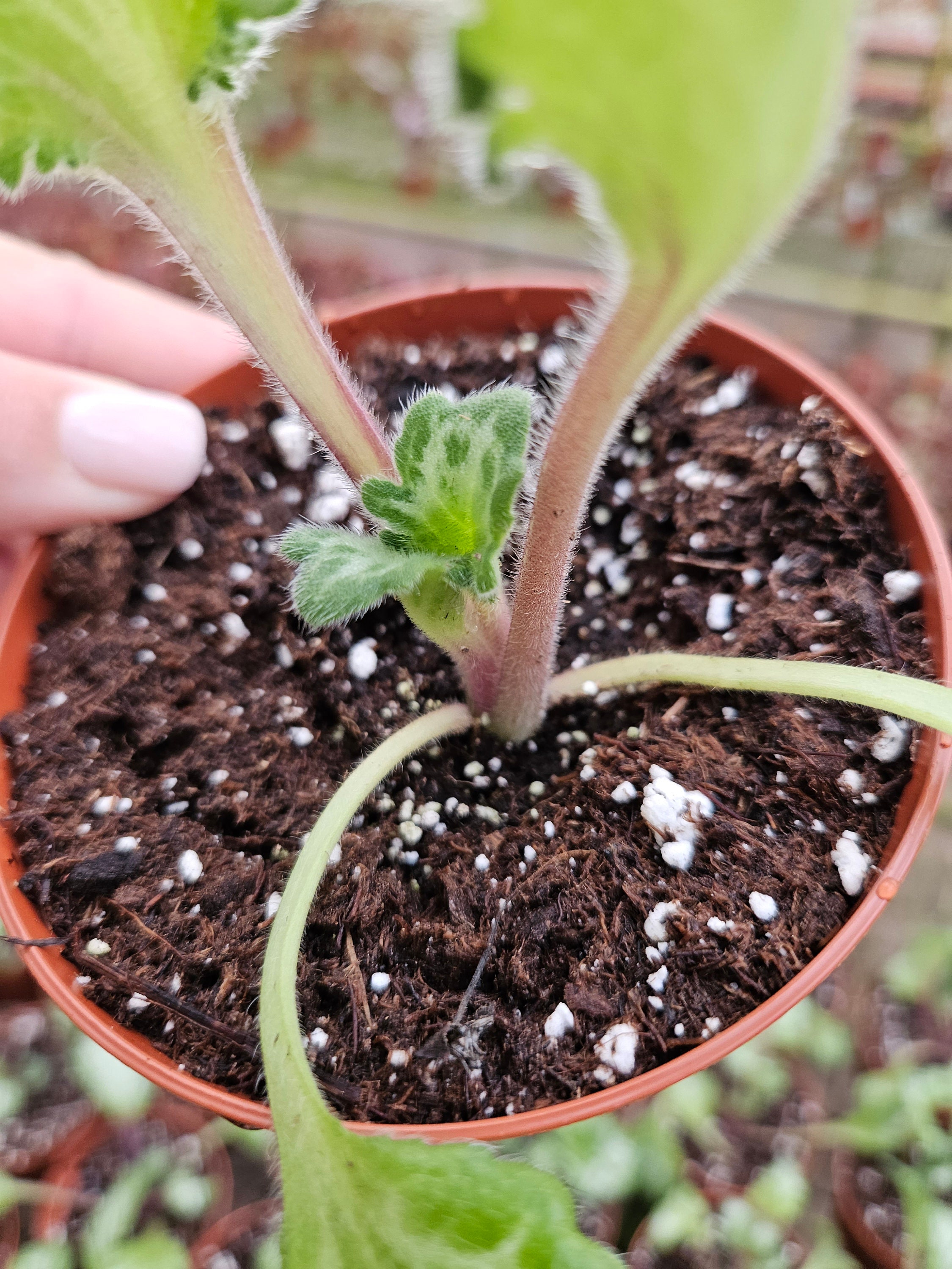 Primulina Curly Loki, Gesneriad Plant in a 4" Pot | 2 Plants Required ...