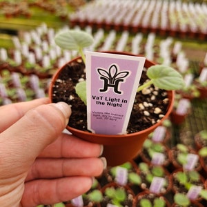 Vat Light in the Night African Violet Live Plant, Young Pre-finished ...