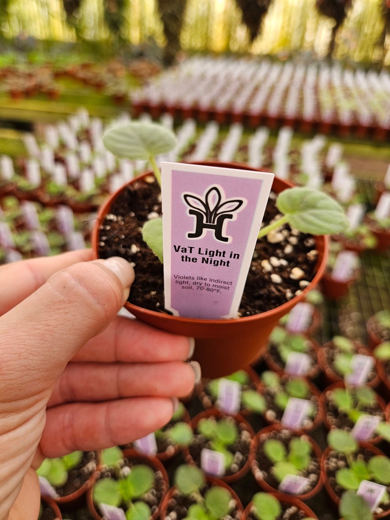 Vat Light in the Night African Violet Live Plant, Young Pre-finished ...
