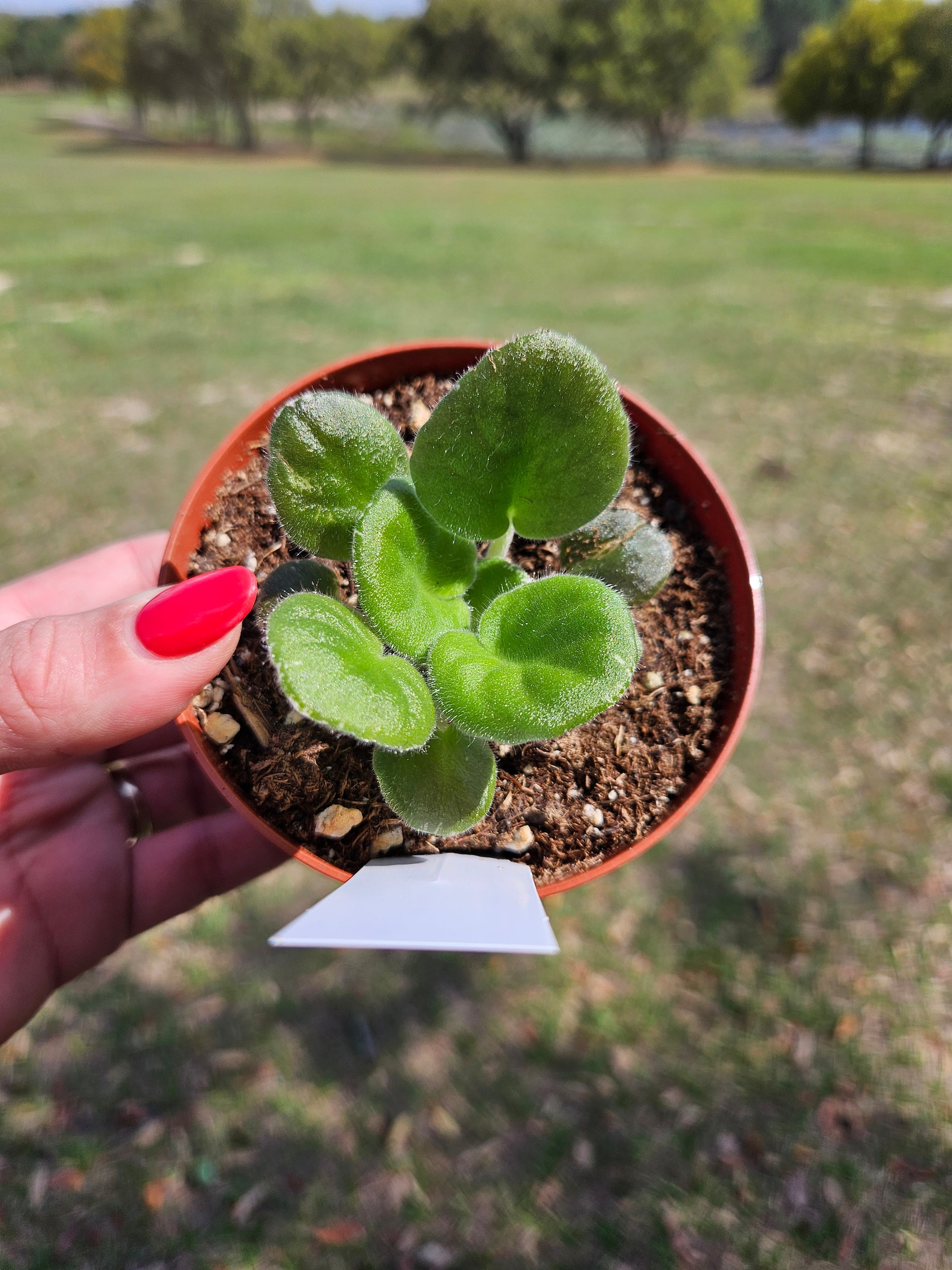 Vat Light in the Night African Violet Live Plant, Young Pre-finished ...