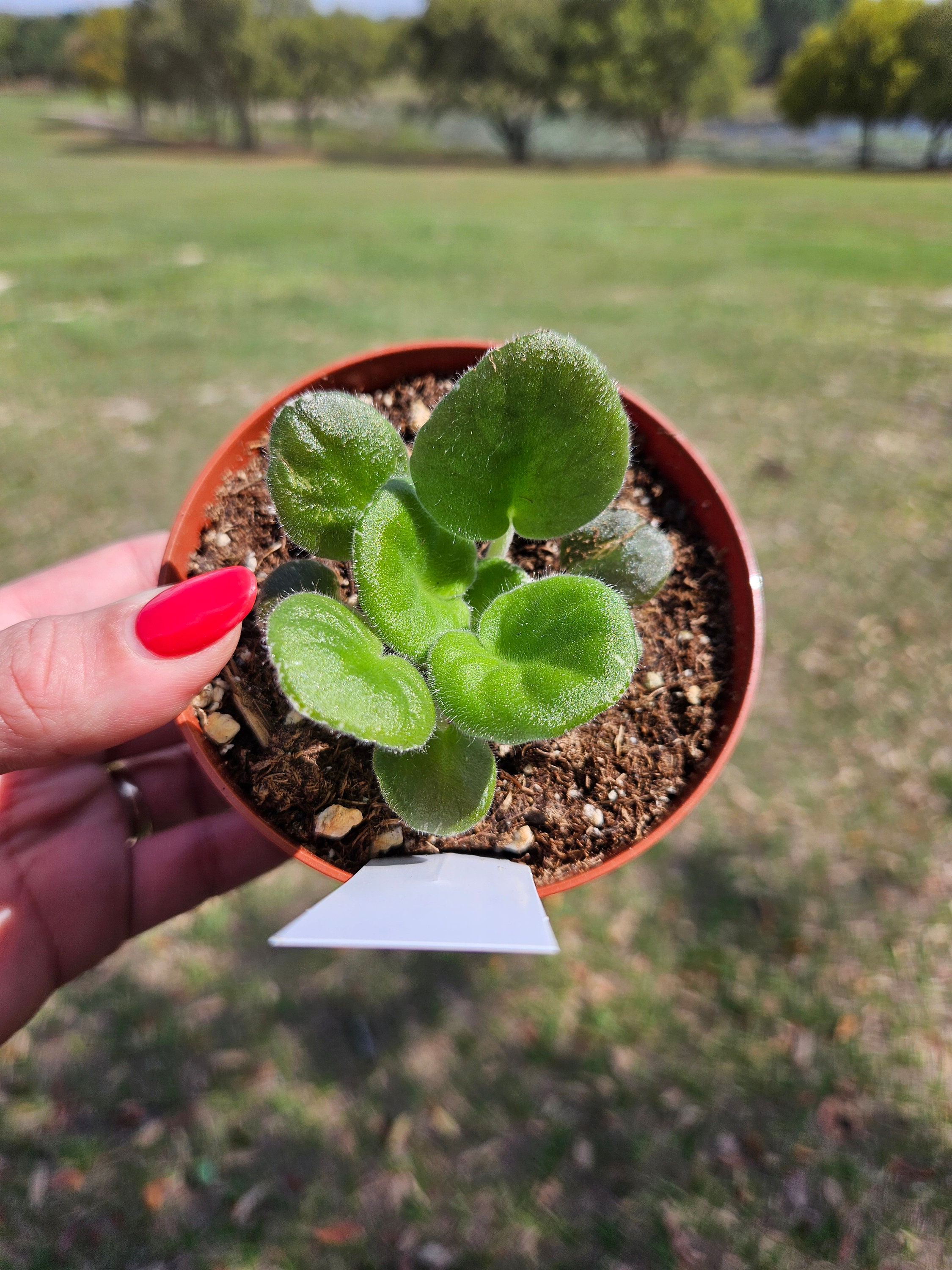 Vat Light in the Night African Violet Live Plant, Young Pre-finished ...