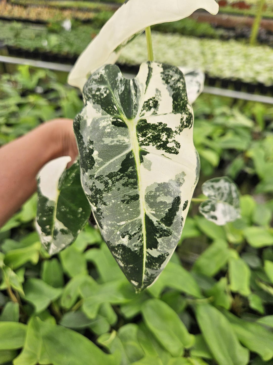 Alocasia Variegated Frydek Plant , Live Rare Tropical Alocasia ...