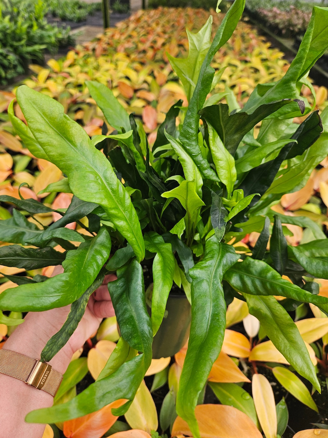 Fern Plant, Kangaroo Paw Fern Plant in a 6" Pot, Live Kangaroo Paw ...