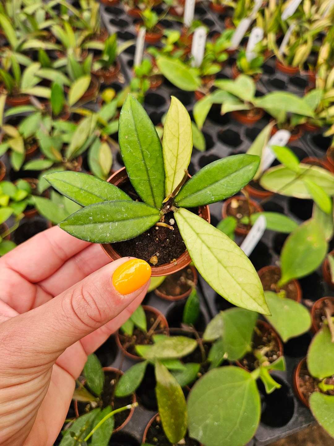 Hoya Crassipetiolata Plant in a Miniature 2" Pot, Live Hoya Plant | 2 ...
