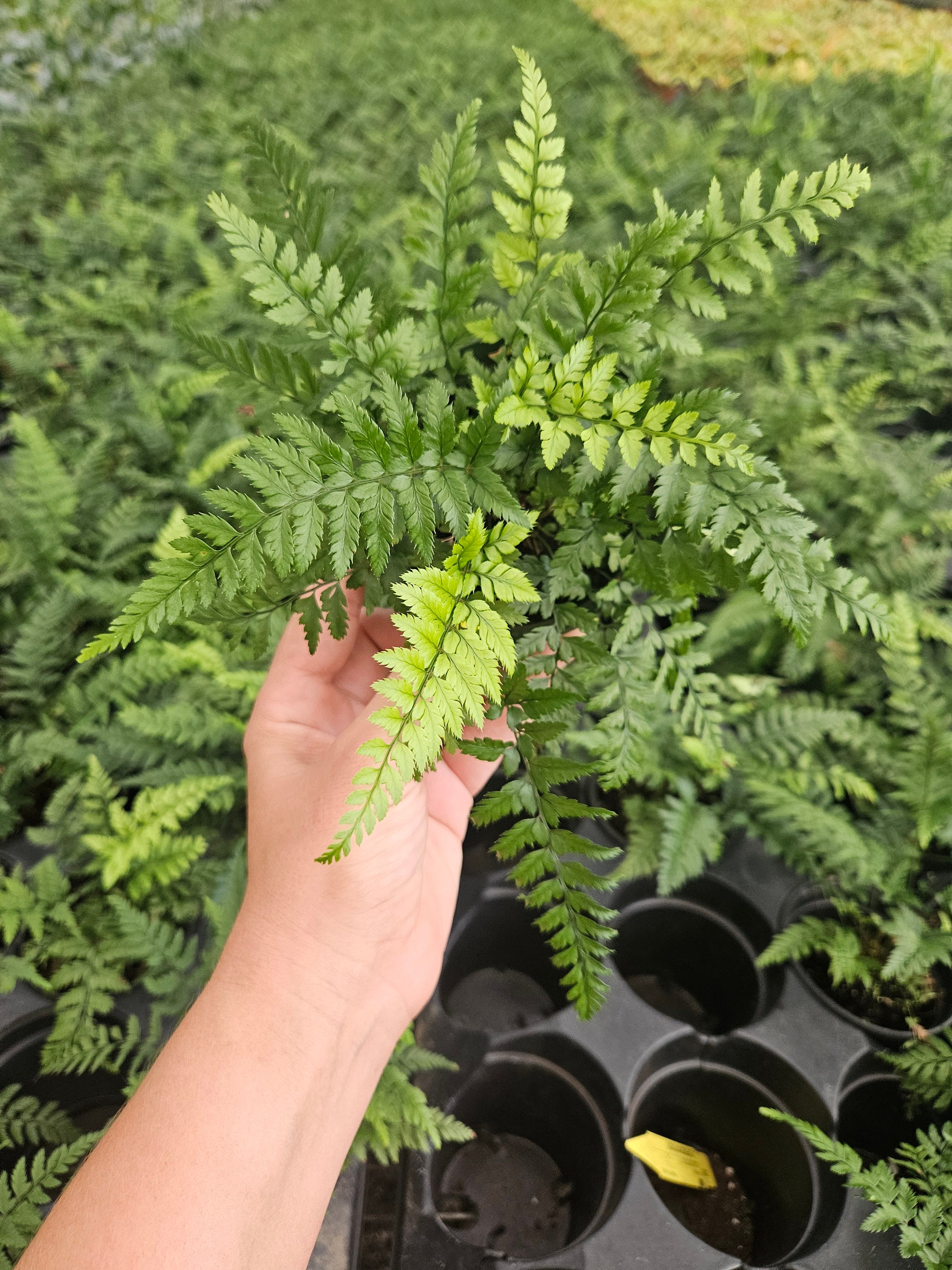 Fern Plant, Rabbit's Foot Fern in a 4" Pot Fuzzy Fern,furry Root Fern ...