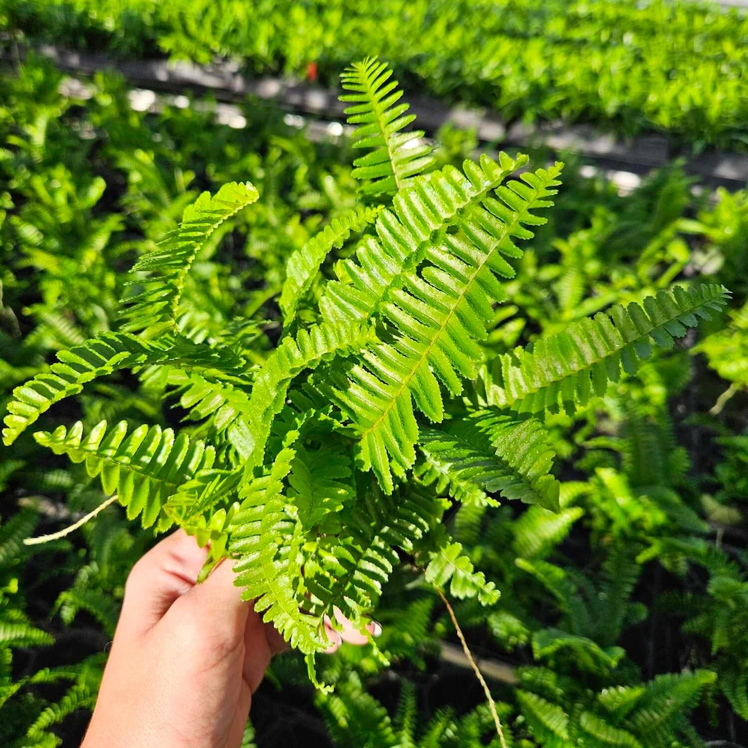 Fern Plant, Jester's Crown Fern Plant, Nephrolepis Obliterata in a 4 ...