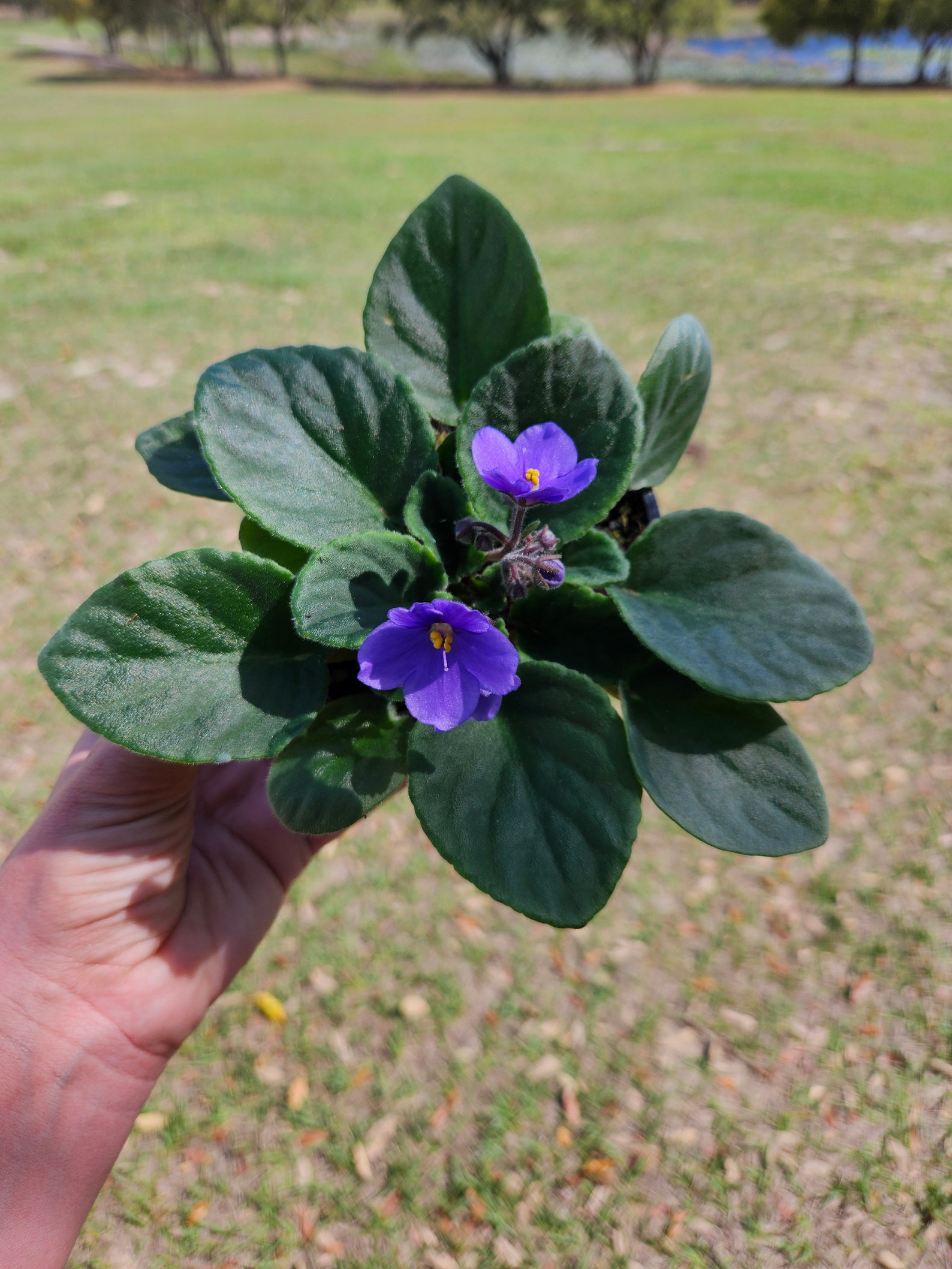 Currently Blooming African Violet Live Plant in a 4" Pot | Blue Violet ...
