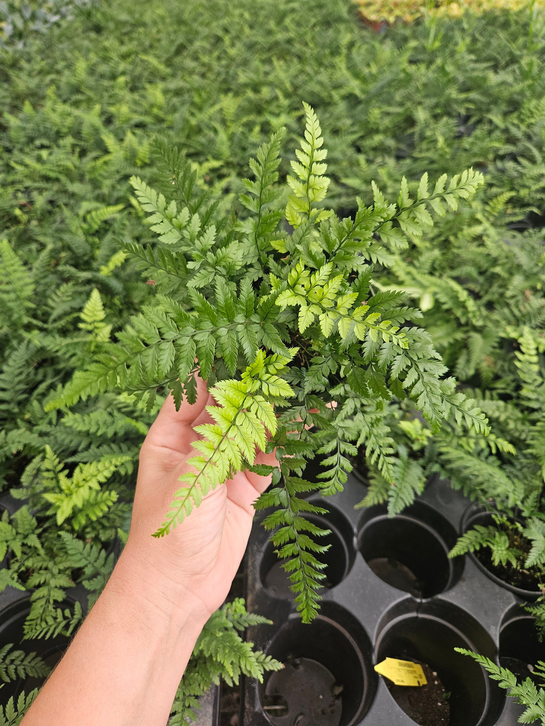 Fern Plant, Rabbit's Foot Fern in a 4" Pot Fuzzy Fern,furry Root Fern ...