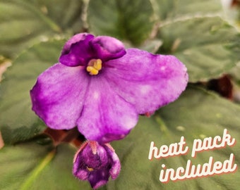 Harmony's Mustang Sally African Violet Live Plant, Young Starter in a 4 ...