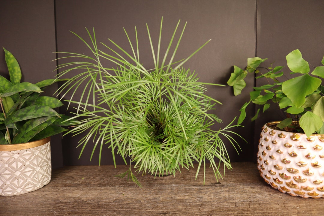 Fern Plant, Eyelash Fern Plant Young Starter Plant in a 4" Pot, Rare ...
