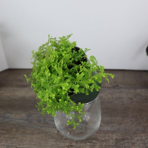Golden Club Moss Fern Plant Live Moss Lime Green Spike Moss ...