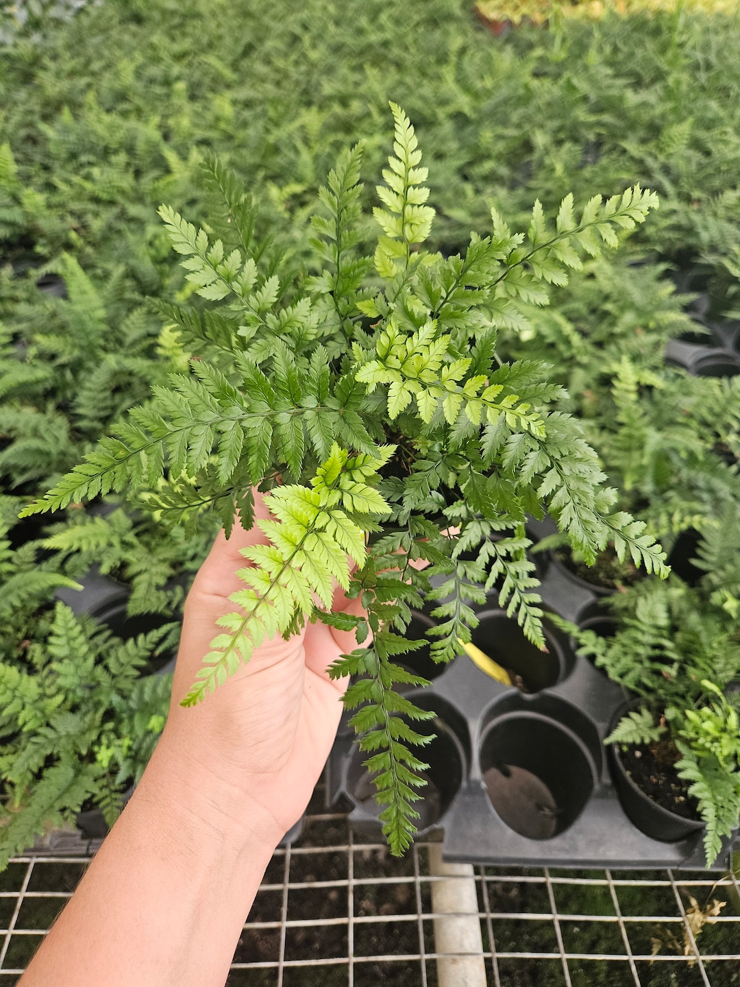 Fern Plant, Rabbit's Foot Fern in a 4" Pot Fuzzy Fern,furry Root Fern ...