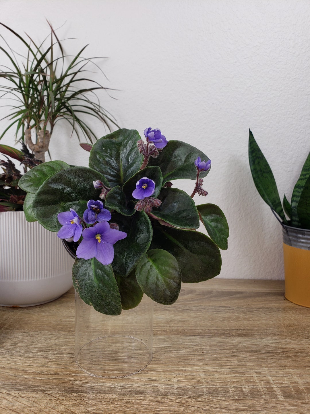 African Violet Live Plant Flowering "tamiko 30" 4.5" Live African ...