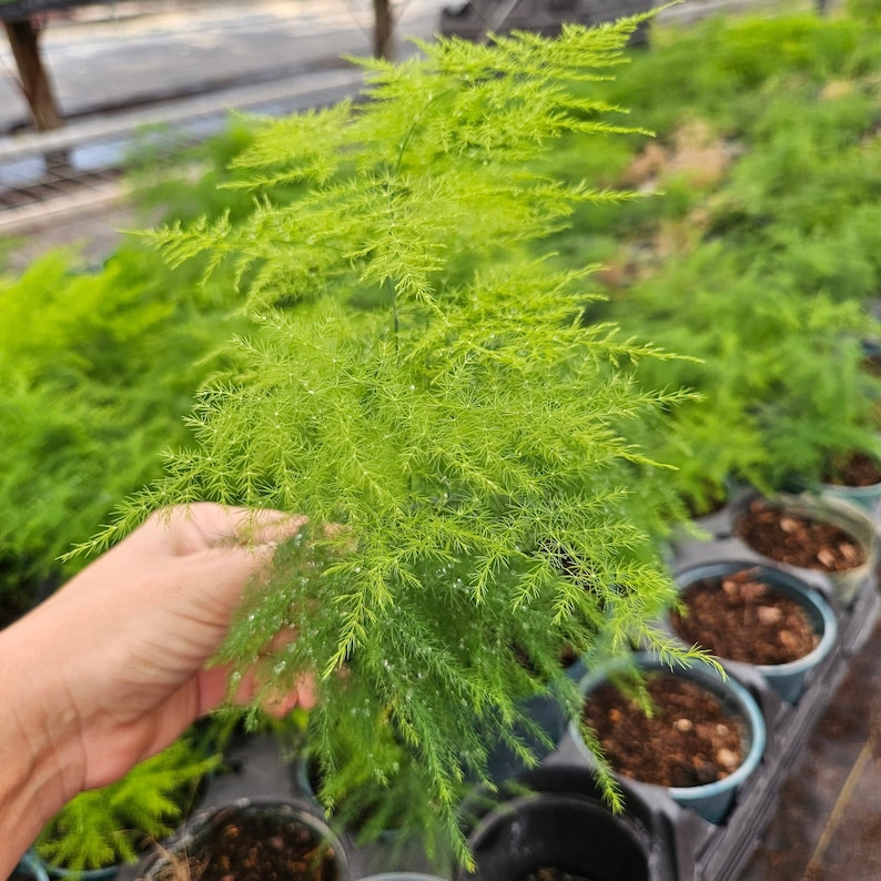 Fern Plant, Asparagus Fern Plant in a 4" Pot, Plumosa Fern Live Indoor ...