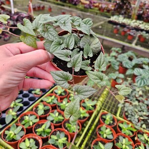 Piper Silver Fleck Plant: Live Spotted Green Leaves - 4" Pot | 2 Plants ...