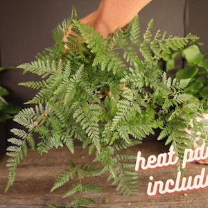 Fern Plant, Rabbit's Foot Fern in a 4" Pot Fuzzy Fern,furry Root Fern ...