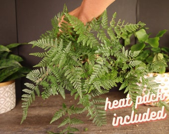 White Rabbit's Foot Fern Plant in a 1 Starter Plug, Live Fuzzy Fern ...