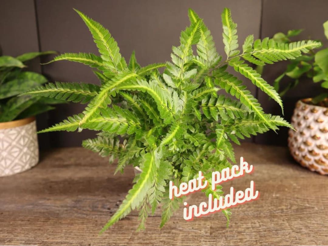 East Indian Holly Fern Plant Variegated Live Plant, Arachniodes ...