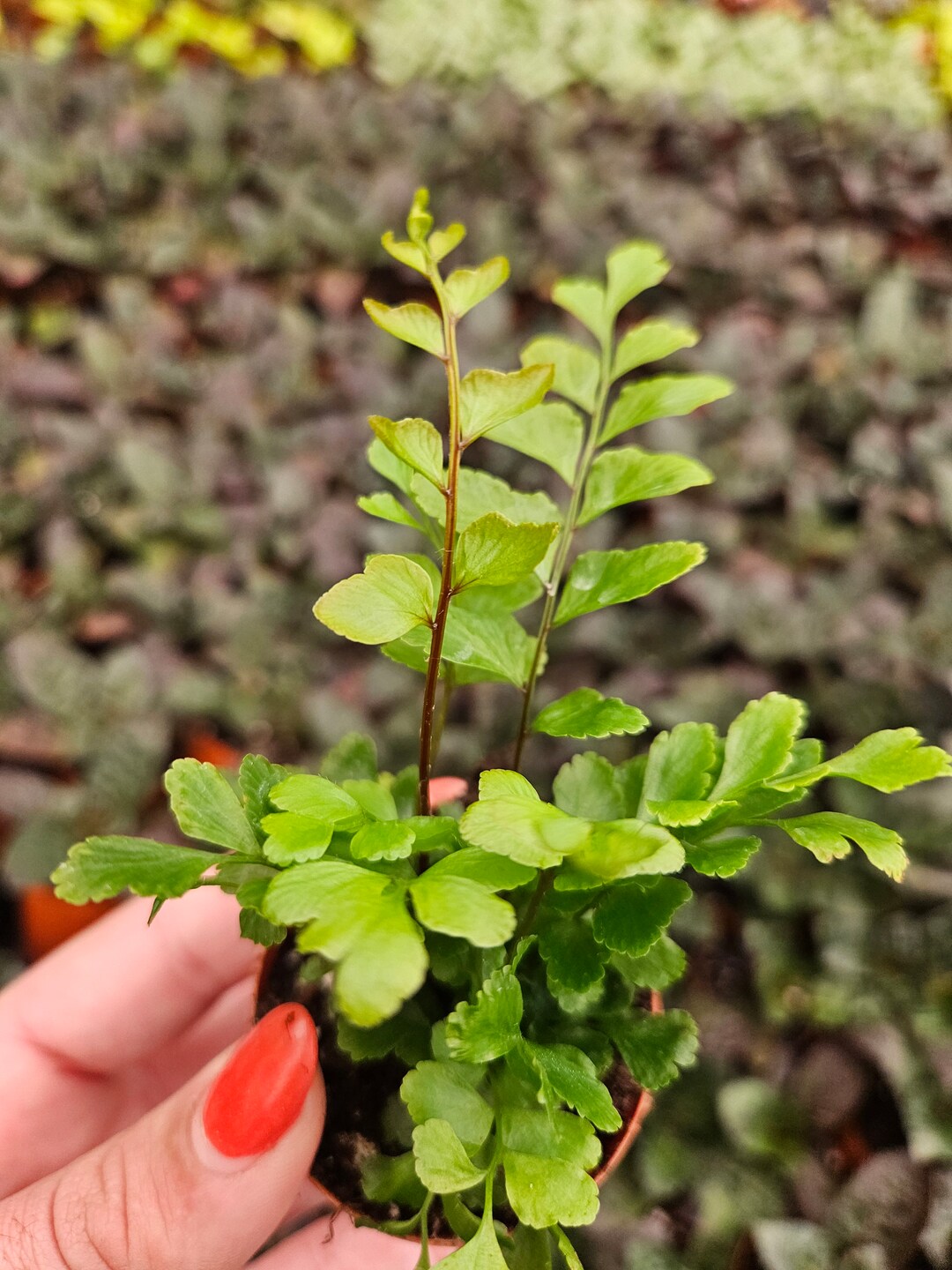 Fern Plant, Mahogany Fern in a Miniature 2" Pot Mahogan Fern Plant ...