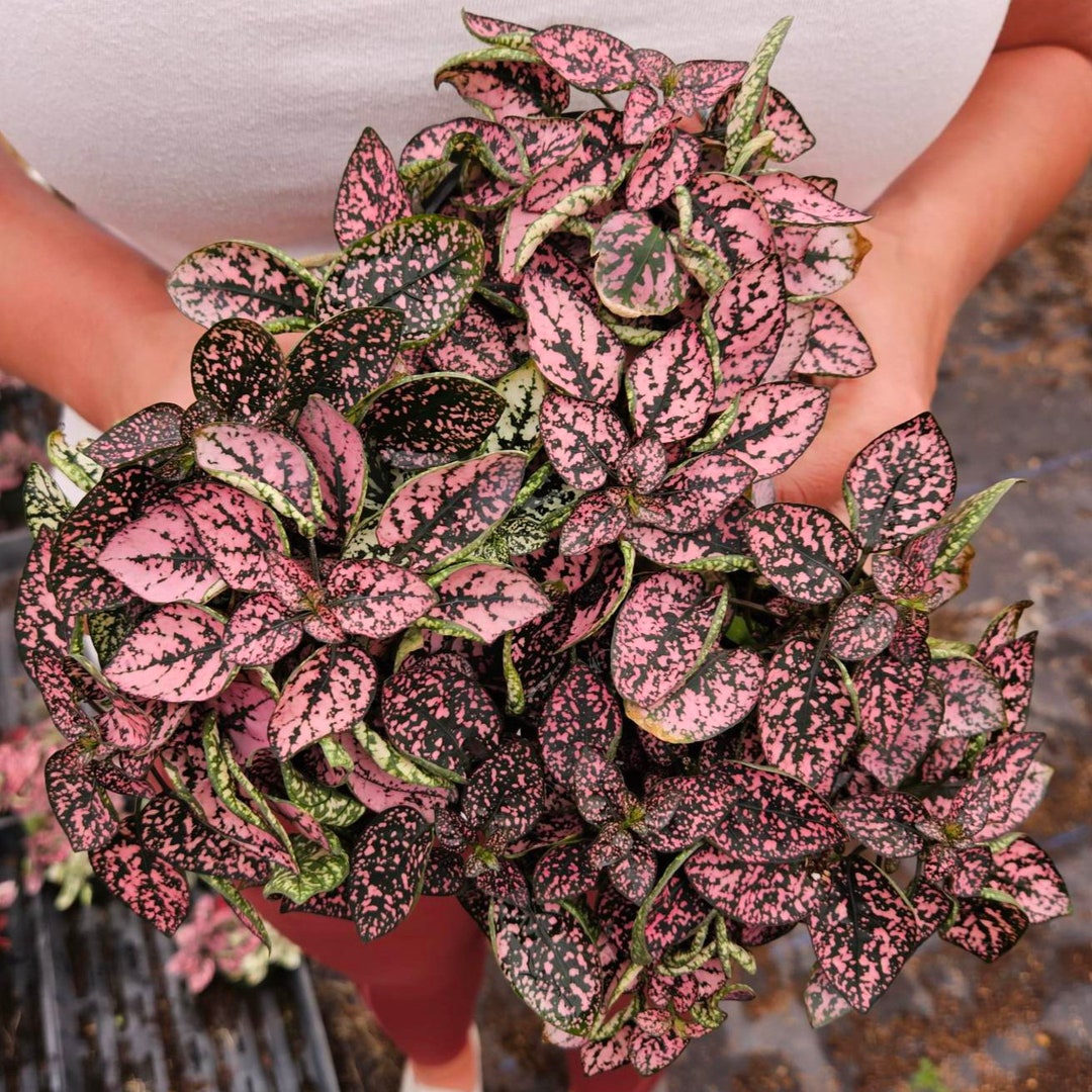LIVE Splash Plant Pink Polka Dot Plant, Hypoestes Pink 4" Pot, Live ...