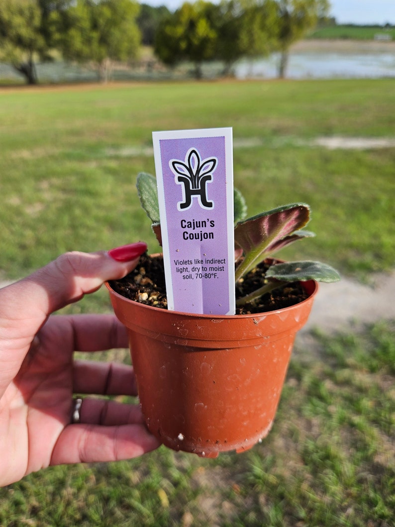 Cajun Coujon African Violet Live Plant, Young Pre-finished Starter in a ...