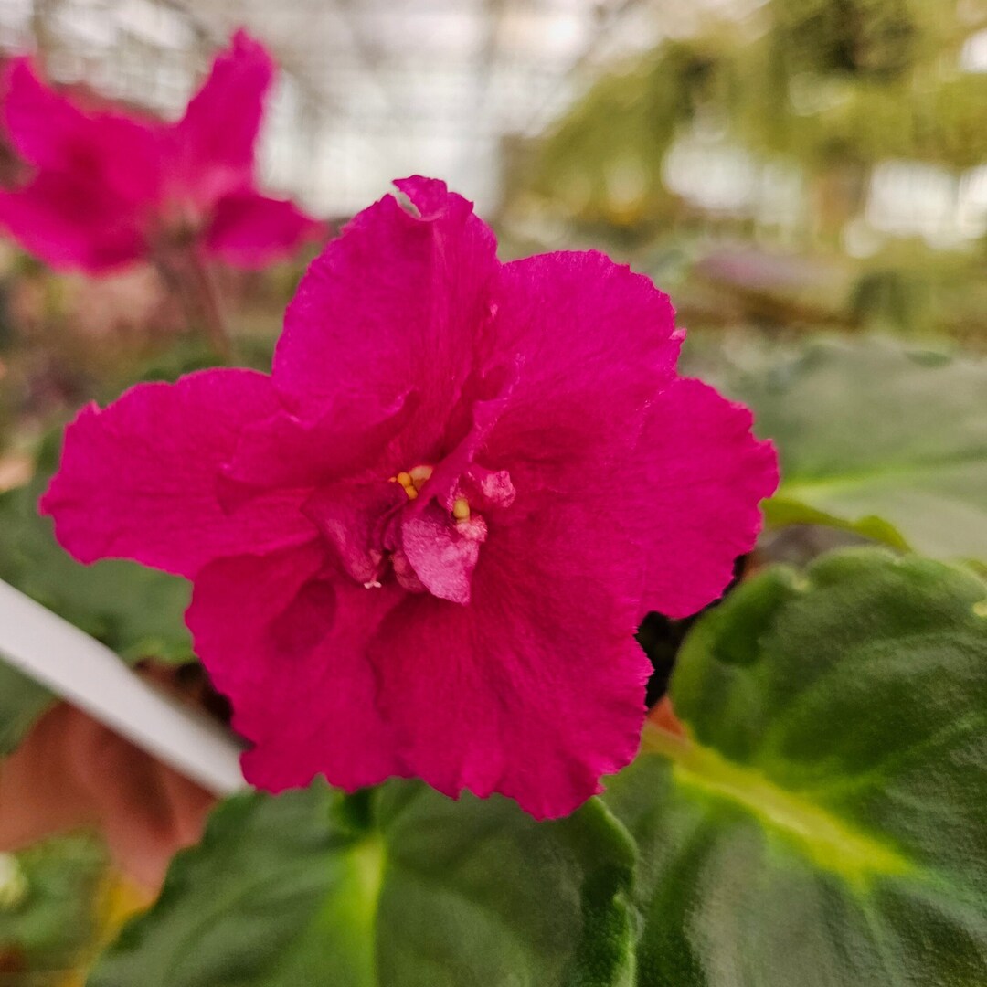 Harmony's Frilly Girl African Violet Live Plant, Young Pre-finished ...