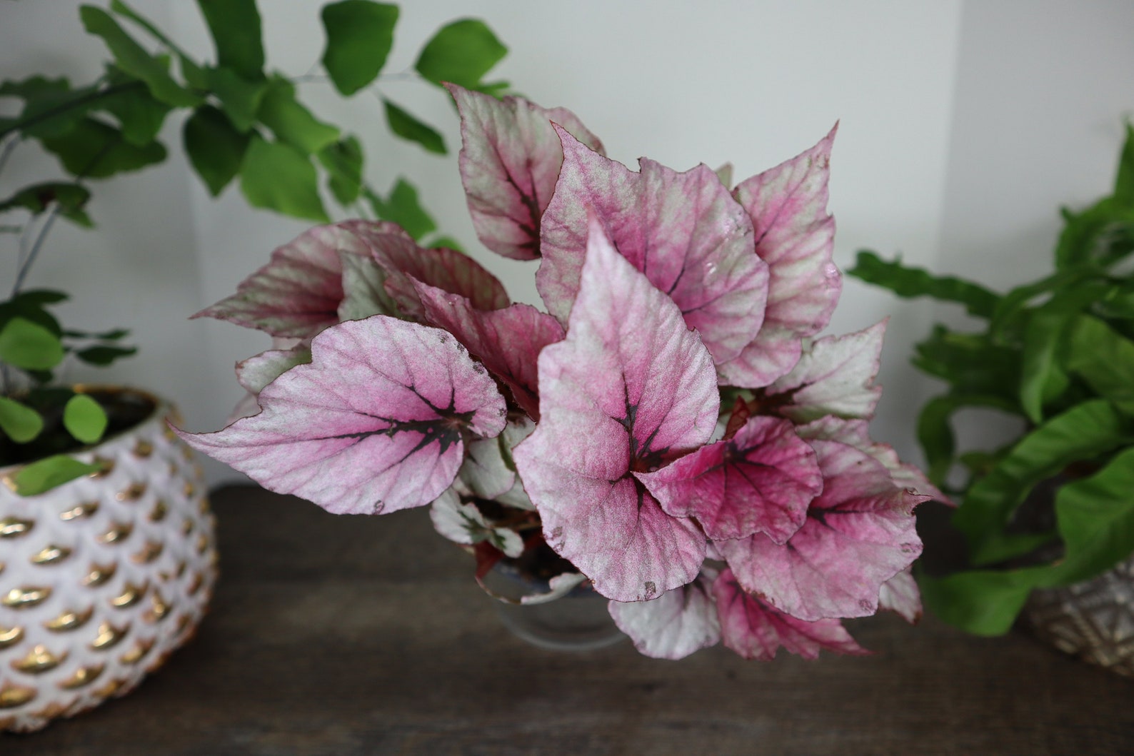 Rex Begonia Plant "indian Summer" Live Begonia Plant, Silver Variegated ...