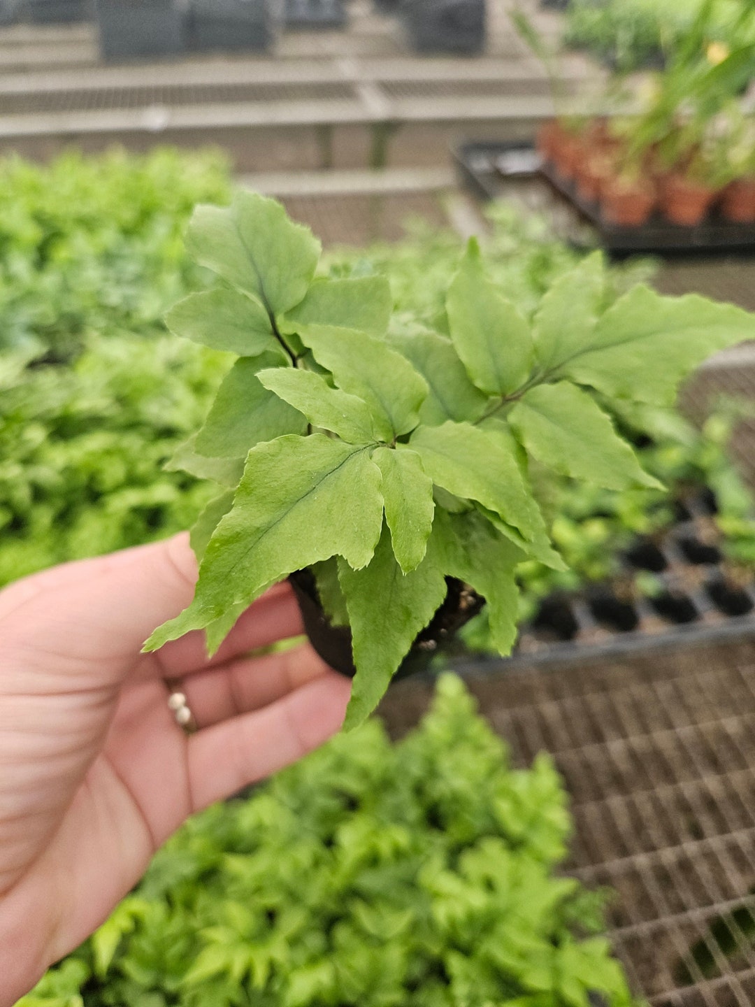 Fern Plant, Dwarf Fortune Holly Fern Plant in a Miniature 2 Pot, Live ...