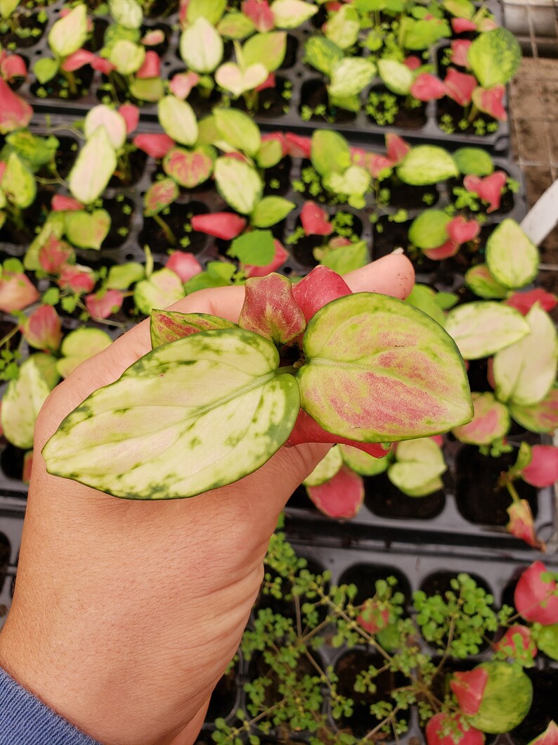 Aglaonema Tricolor Plants Pink Chinese Evergreen Plant - Etsy